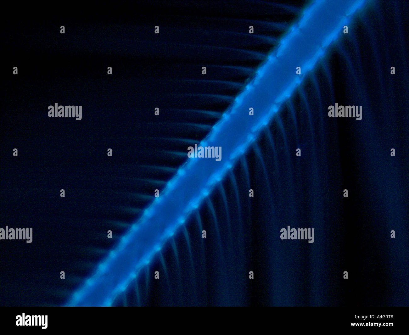 Detail of fine hair (seta) on a mantis shrimp, UV epifluorescence Stock ...