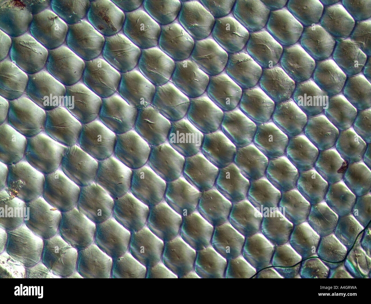 Squilla anatomy hi-res stock photography and images - Alamy