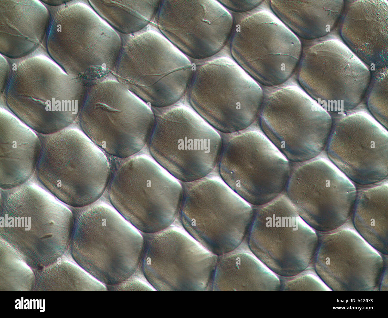 Compound eye of a stomatopod or mantis shrimp Stock Photo - Alamy