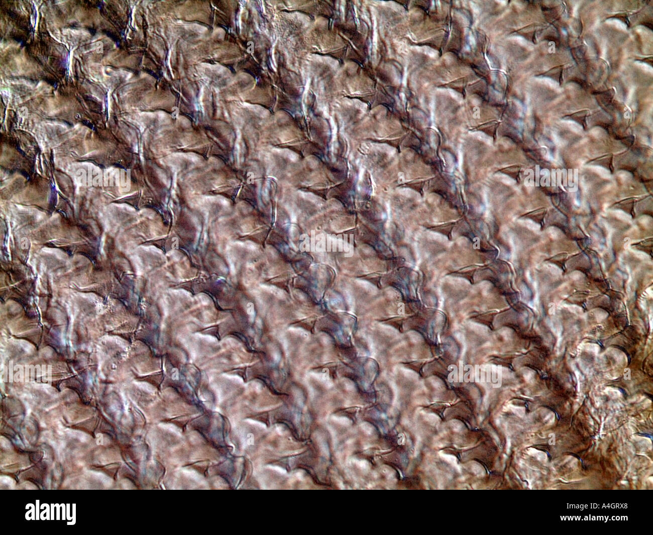 Anatomy of the snail hi-res stock photography and images - Alamy