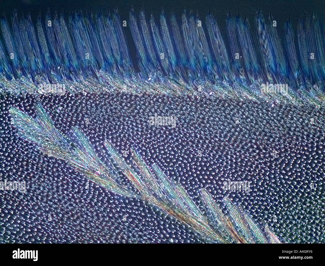 Microscopy techniques hi-res stock photography and images - Alamy