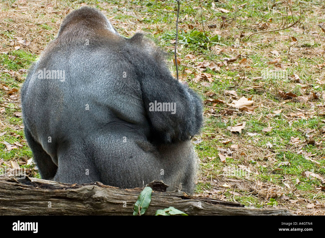 large male gorilla seated, from behind Stock Photo - Alamy