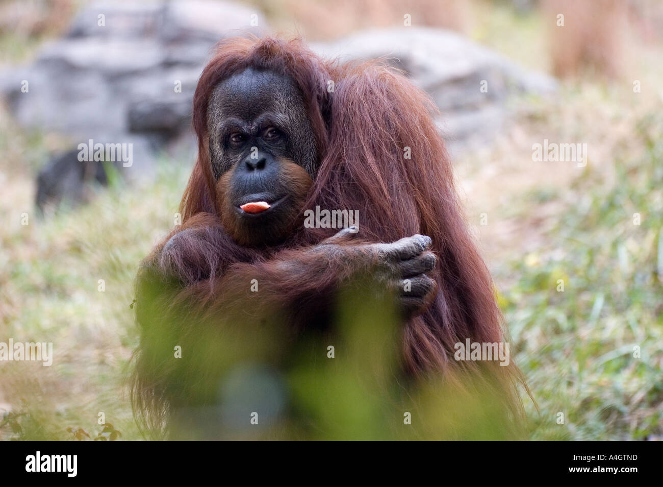 Hunched adult female orangutan Stock Photo - Alamy