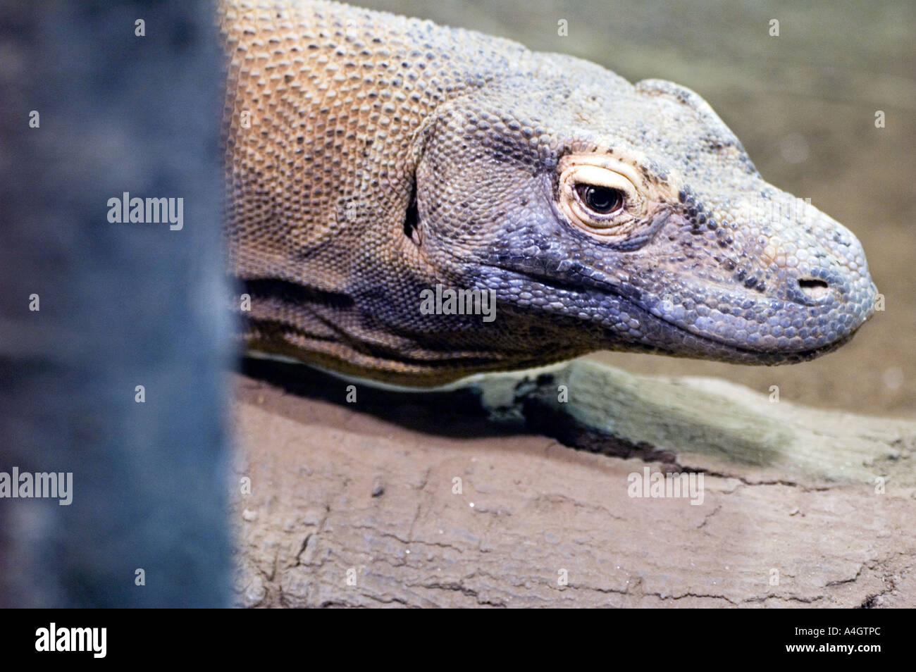 Large varanid monitor lizard in captive situation Stock Photo - Alamy