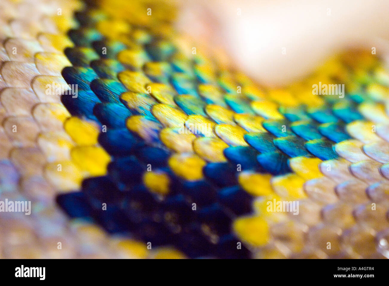 Irridescent pattern hi-res stock photography and images - Alamy