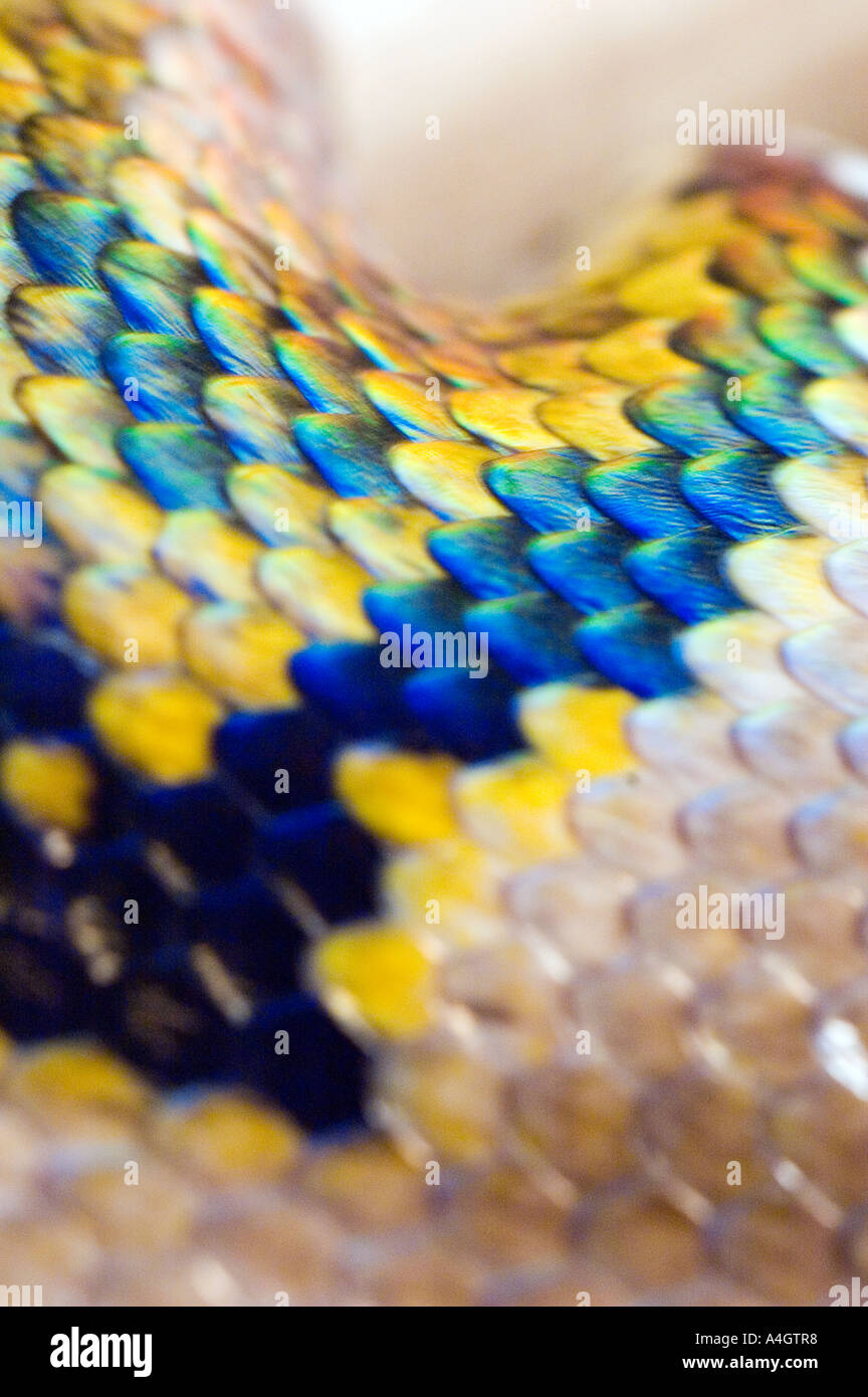 Irridescent scales hi-res stock photography and images - Alamy