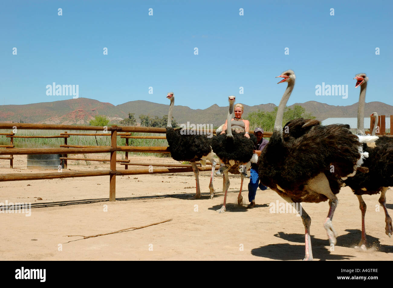 Ostrich Rides California