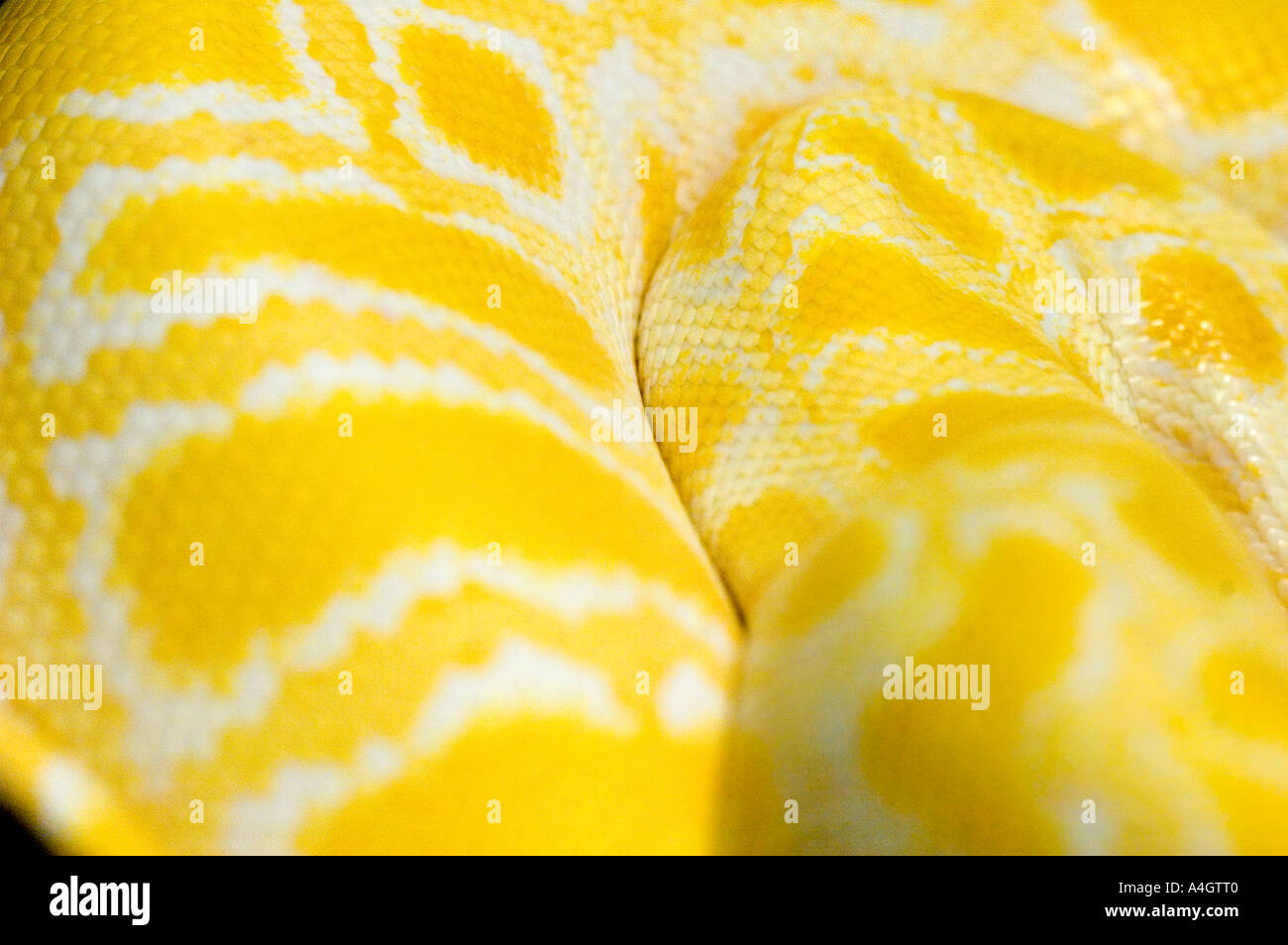 Amelanistic animal hi-res stock photography and images - Alamy