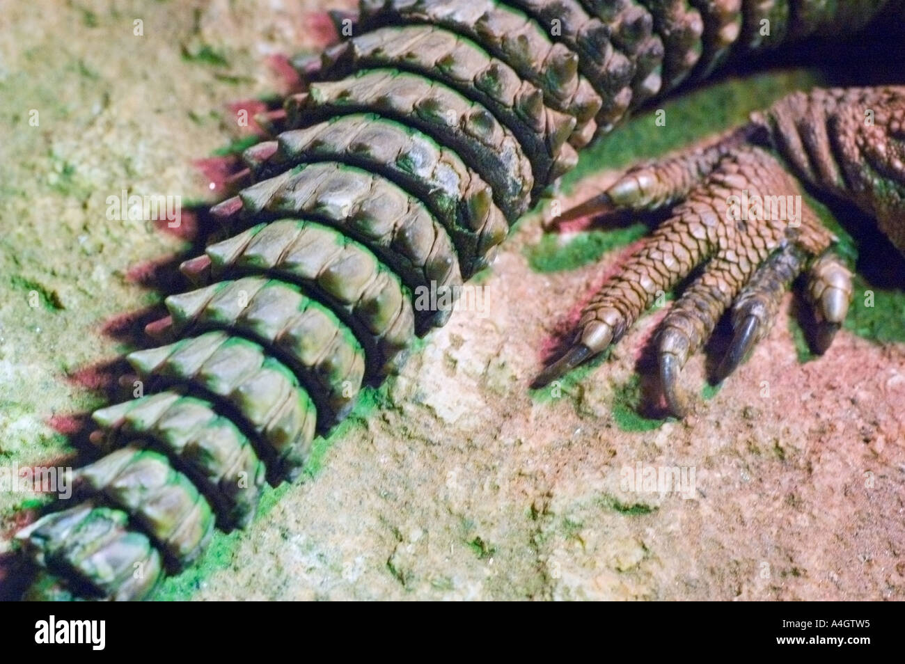 Hind claw hi-res stock photography and images - Alamy