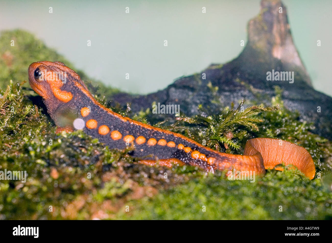 Asian or crocodile salamander, Tylototriton species Stock Photo - Alamy