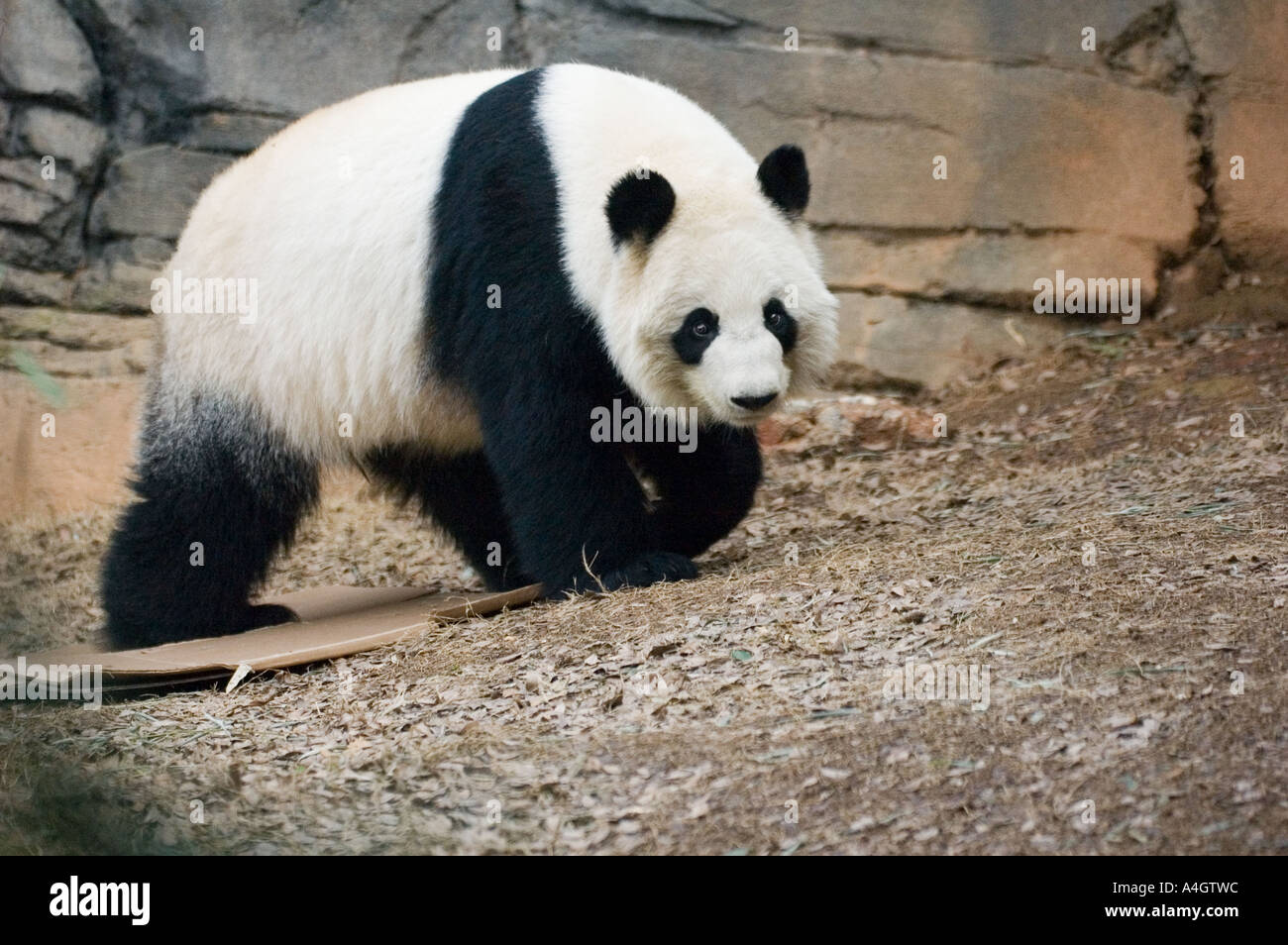 captive giant panda stalks his exhibit Stock Photo - Alamy