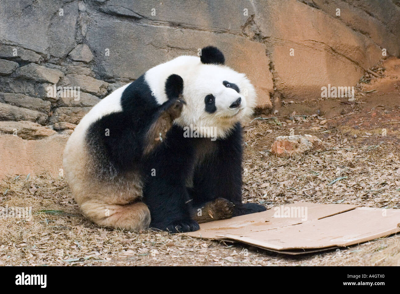 Animal scratching ear hi-res stock photography and images - Alamy