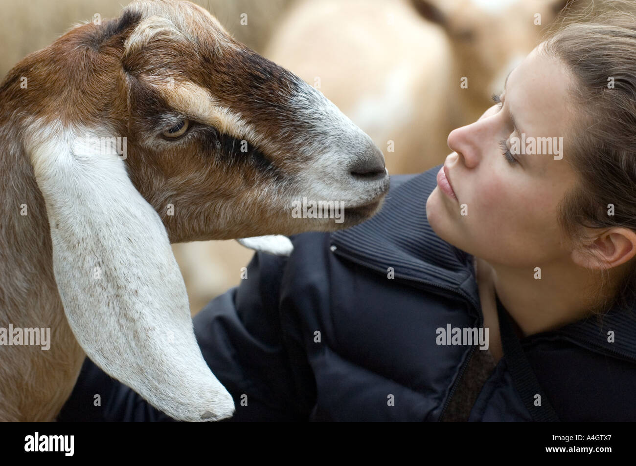 Human goat interaction hi-res stock photography and images - Alamy
