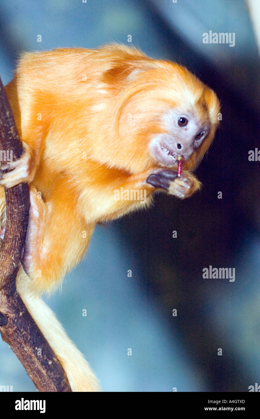 Rio tamarin hi-res stock photography and images - Alamy