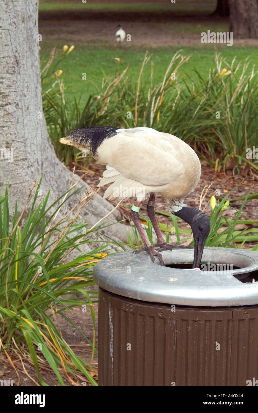 Ibis bird rubbish hi-res stock photography and images - Alamy