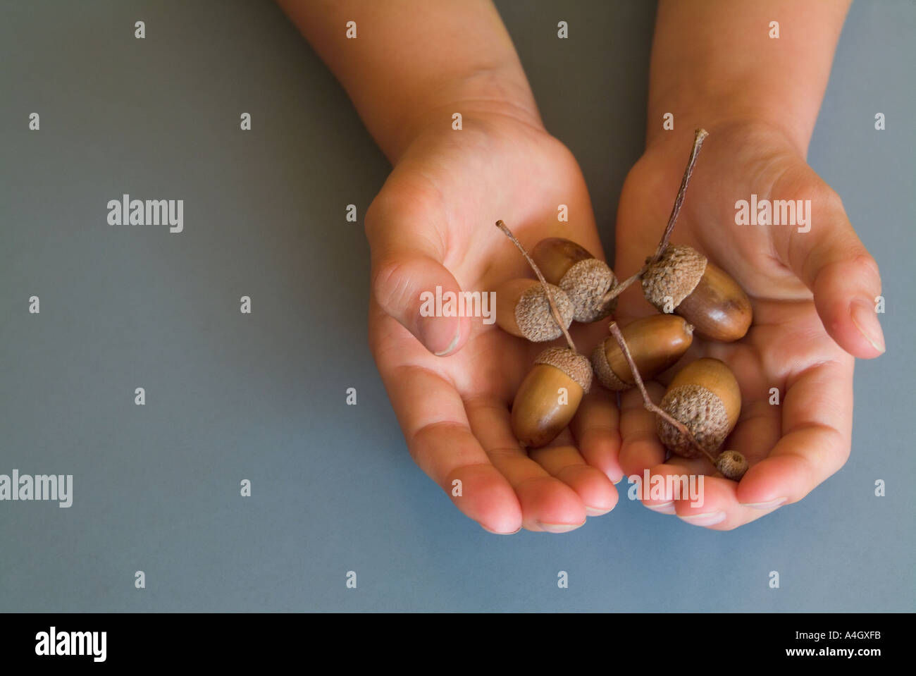 Hands holding acorns Stock Photo - Alamy