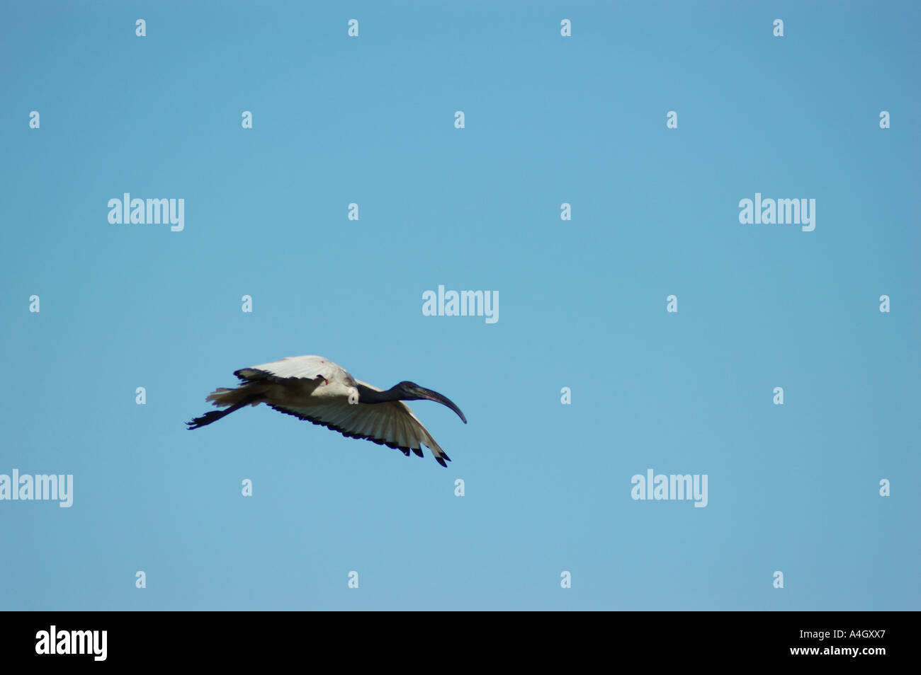 Sacred Ibis In Flight, South Africa Stock Photo - Alamy