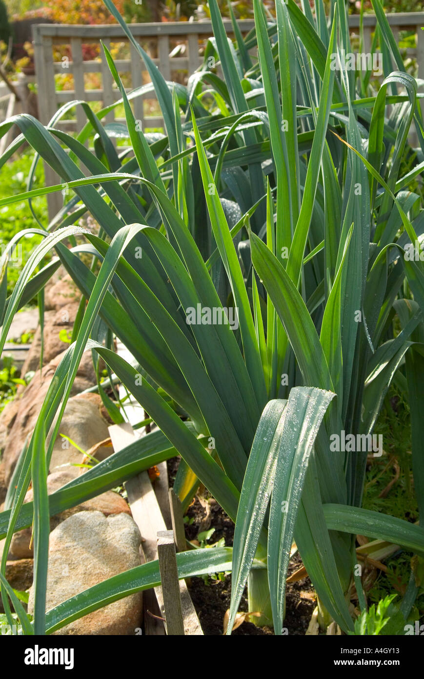 Edging plants hi-res stock photography and images - Alamy