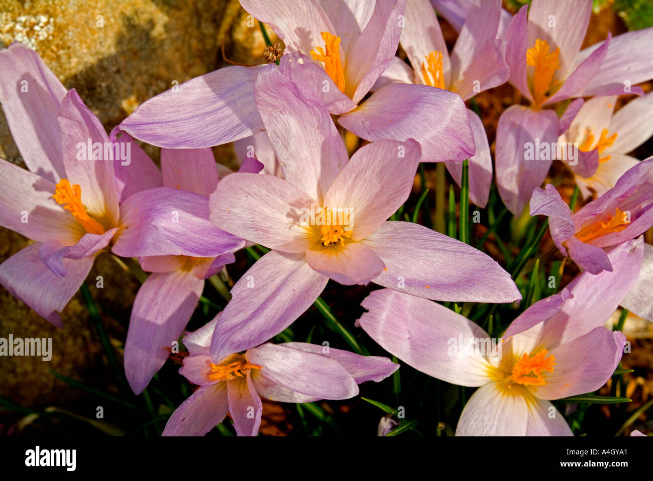 Crocus in flower crocus serotinus sp salzmannii Stock Photo - Alamy
