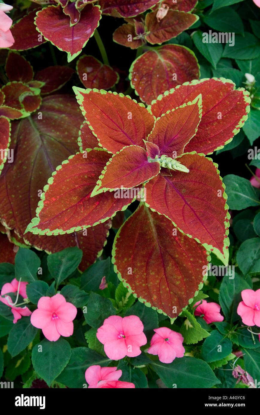 Coleus Solenostemon scutellarioides Stock Photo - Alamy