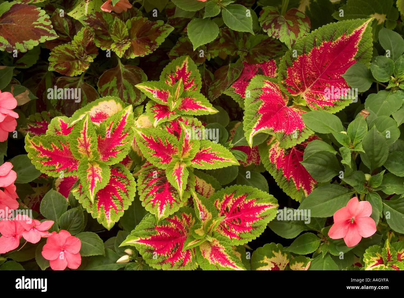 Coleus Solenostemon scutellarioides Stock Photo - Alamy