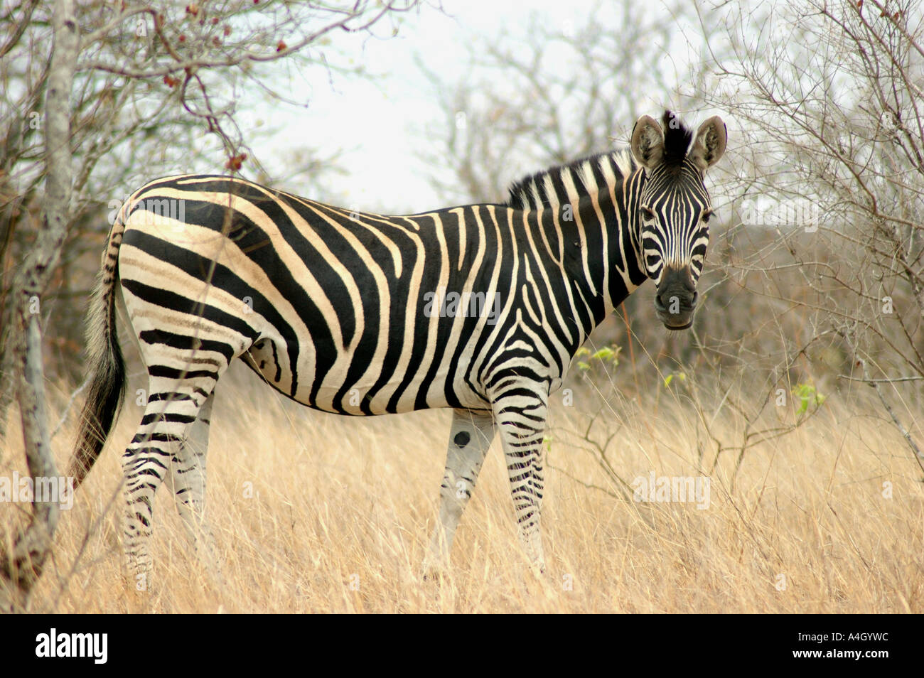 Burchells Zebra, Kruger National Park, South Africa Stock Photo - Alamy