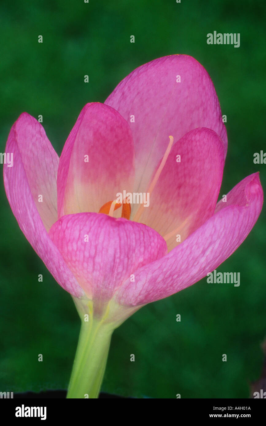 Colchicum Pink Goblet Stock Photo - Alamy