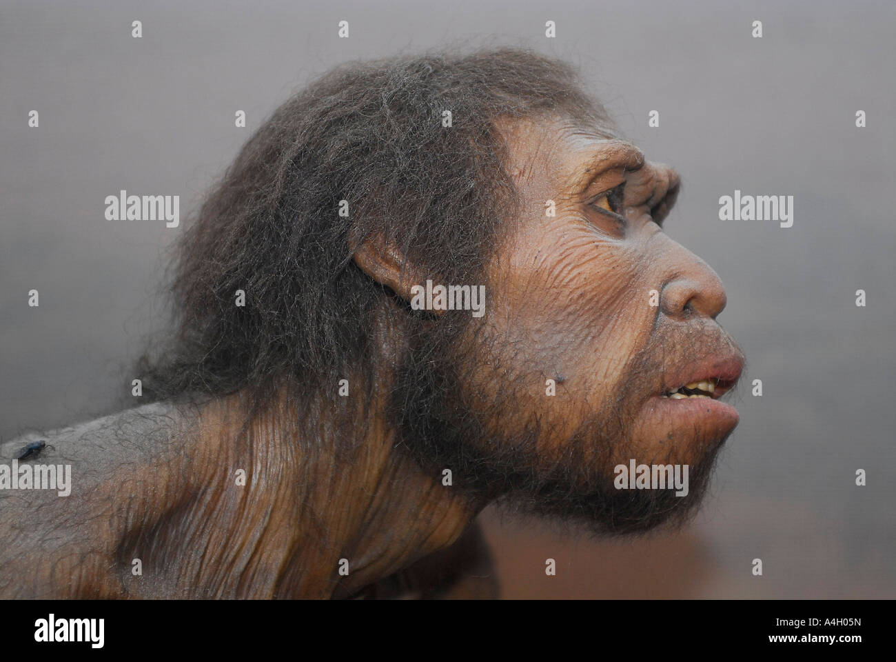 Homo Ergaster 1 9 1 4 million years ago Human Skeleton Stock Photo - Alamy