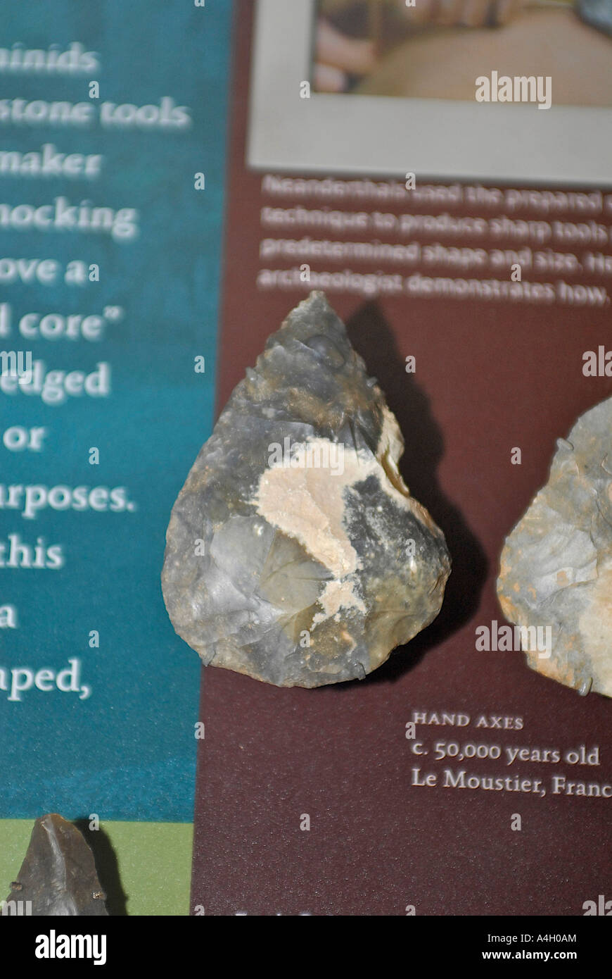 Offering the most comprehensive evidence of human evolution ever ...