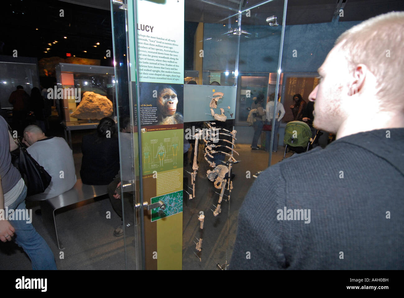 Offering the most comprehensive evidence of human evolution ever ...