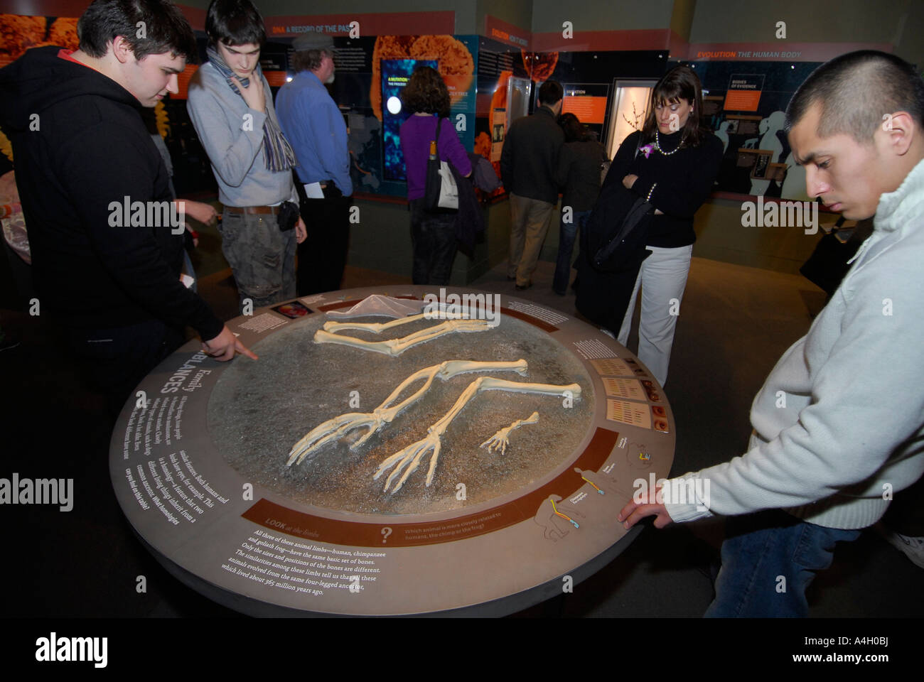 Offering the most comprehensive evidence of human evolution ever ...