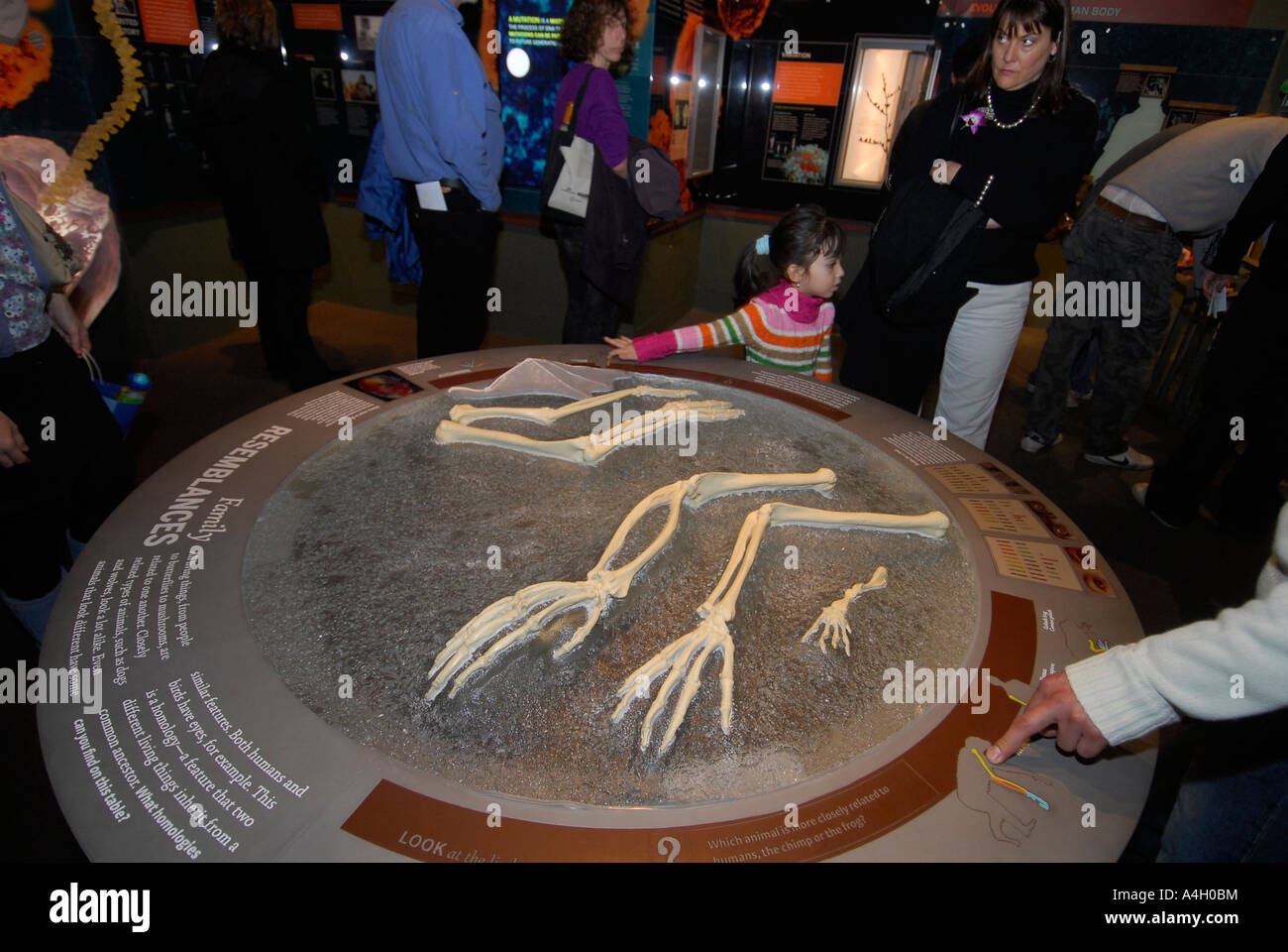 Offering the most comprehensive evidence of human evolution ever ...