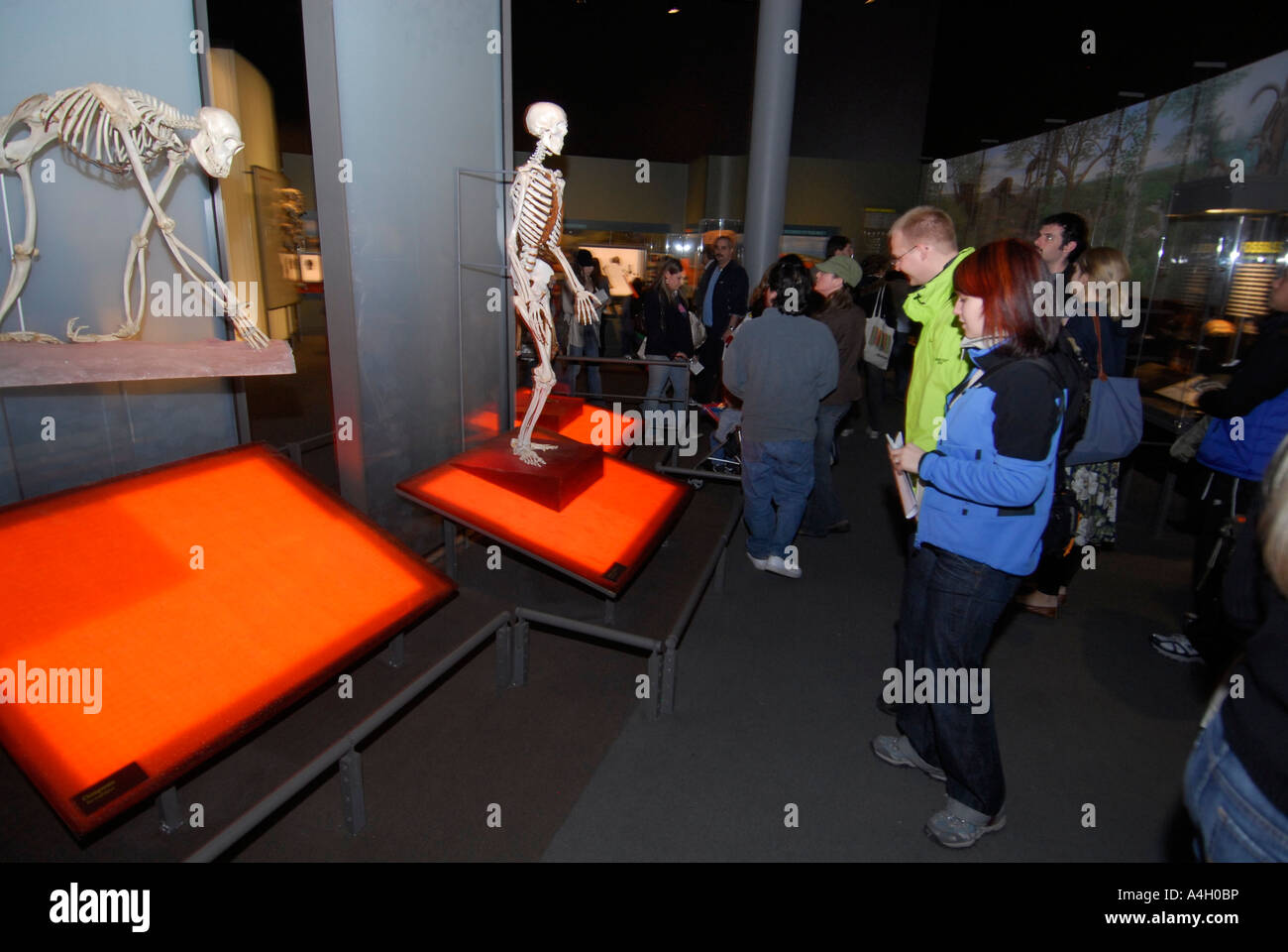 Offering the most comprehensive evidence of human evolution ever ...