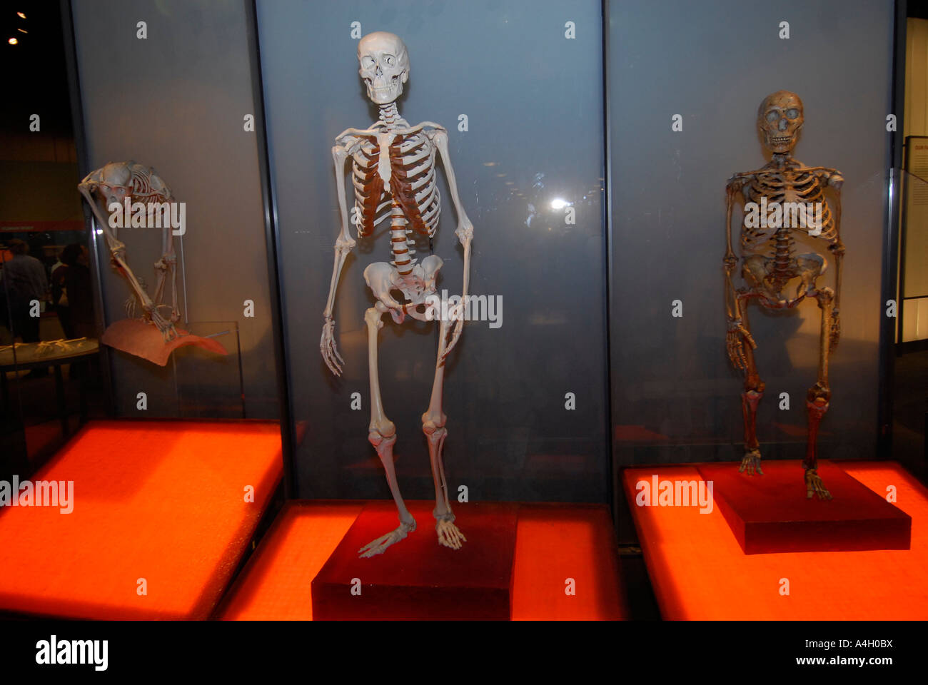 Offering the most comprehensive evidence of human evolution ever ...