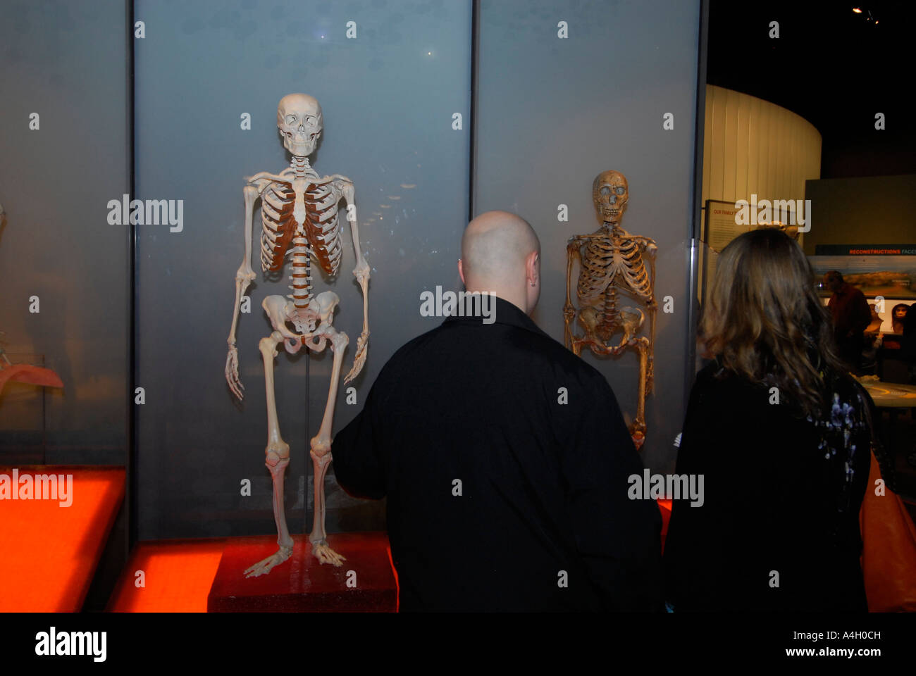 Offering the most comprehensive evidence of human evolution ever ...