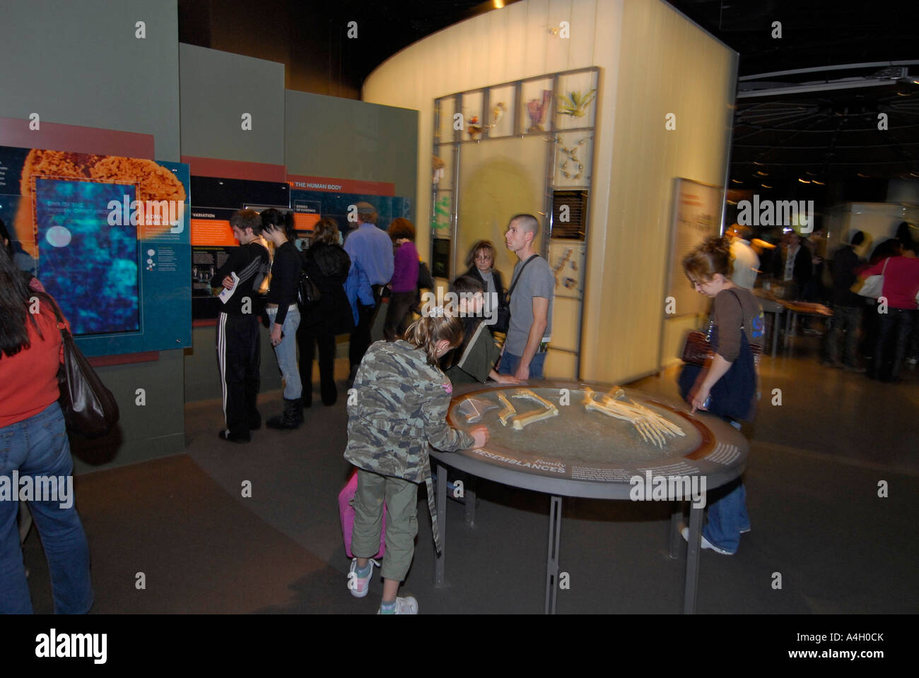 Offering the most comprehensive evidence of human evolution ever ...