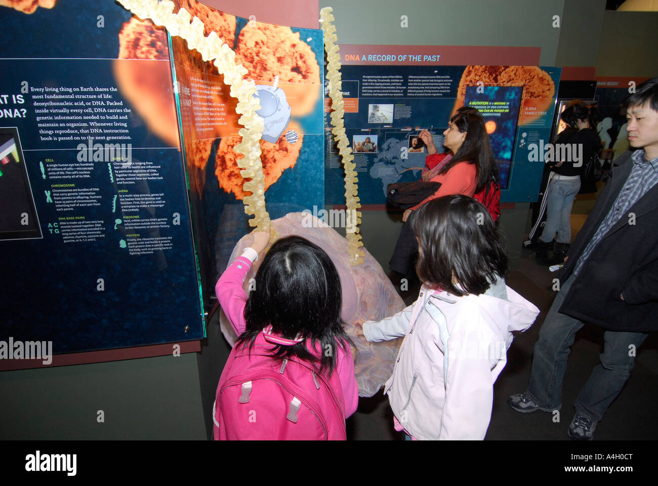 Offering the most comprehensive evidence of human evolution ever ...