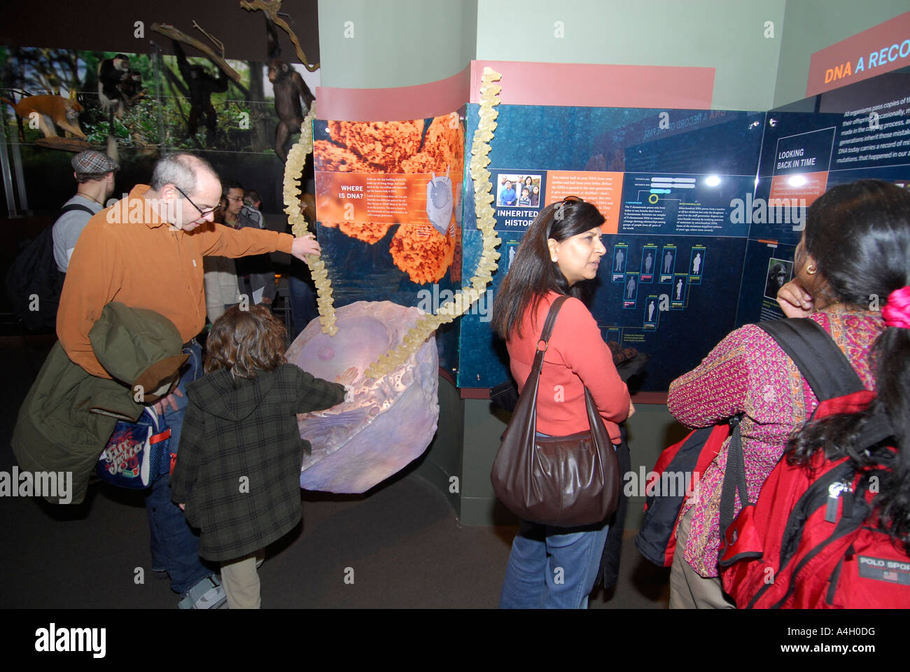 Offering the most comprehensive evidence of human evolution ever ...