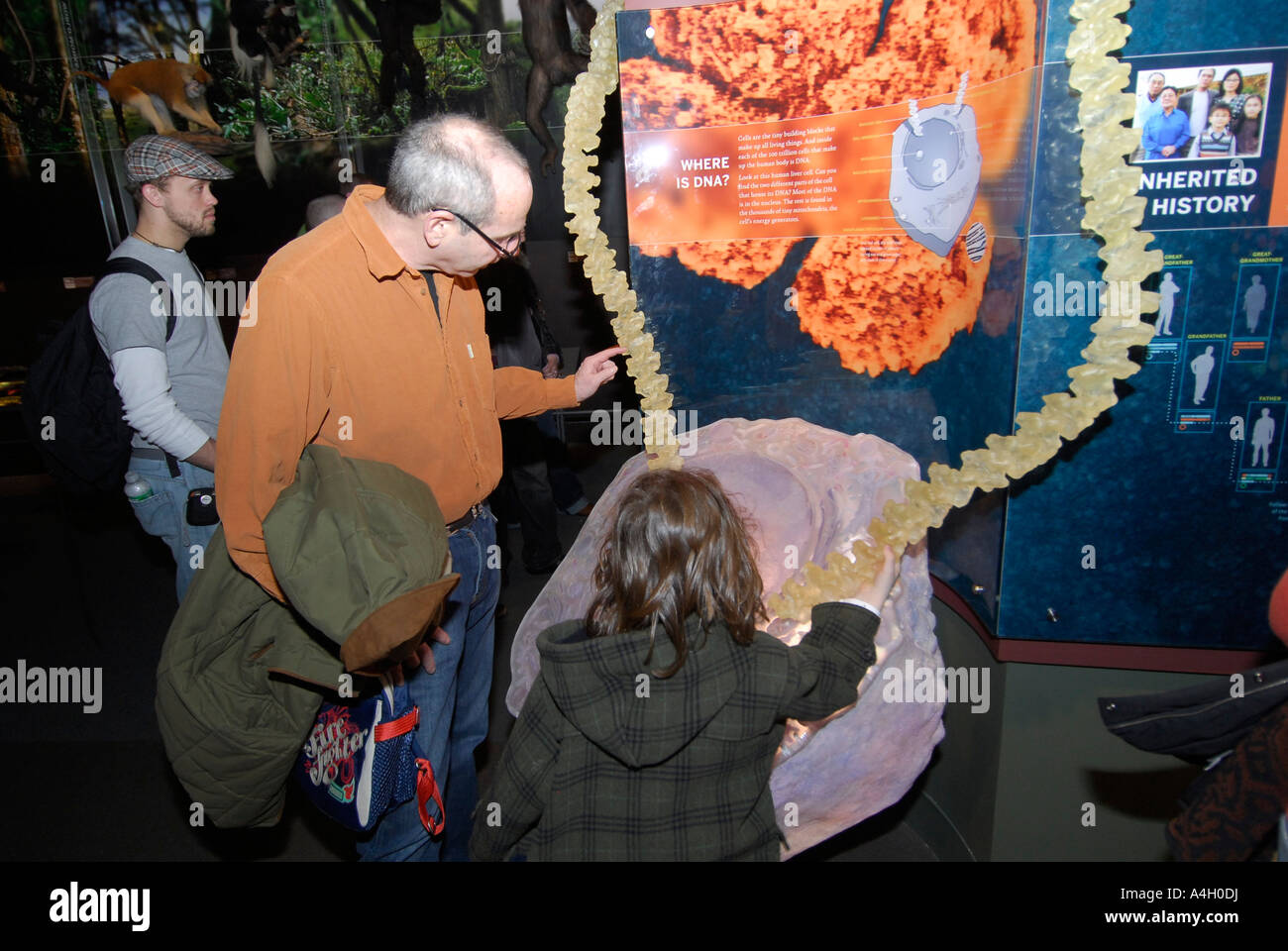 Offering the most comprehensive evidence of human evolution ever ...