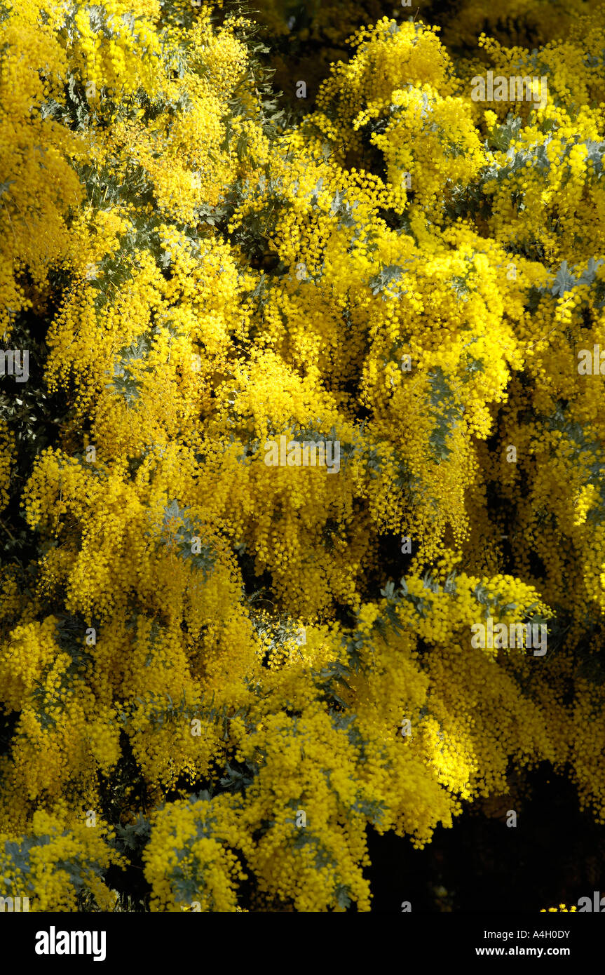 Golden Wattle, Acacia spp., australia Stock Photo - Alamy
