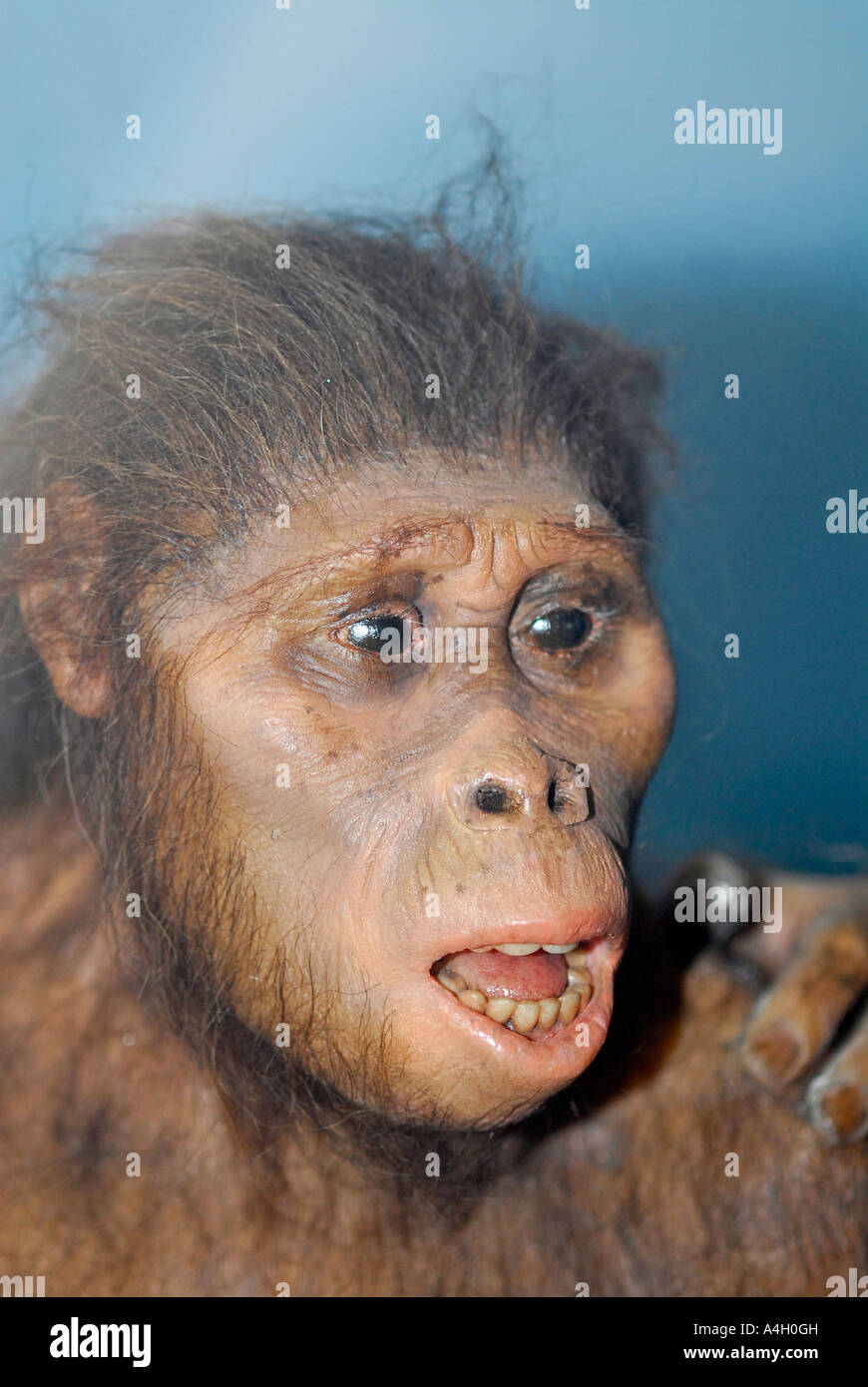 Australopitecus hi-res stock photography and images - Alamy