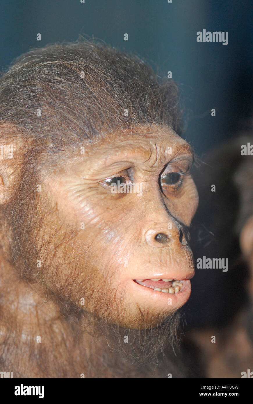 Hominids Of The Australopithecus High Resolution Stock Photography and ...