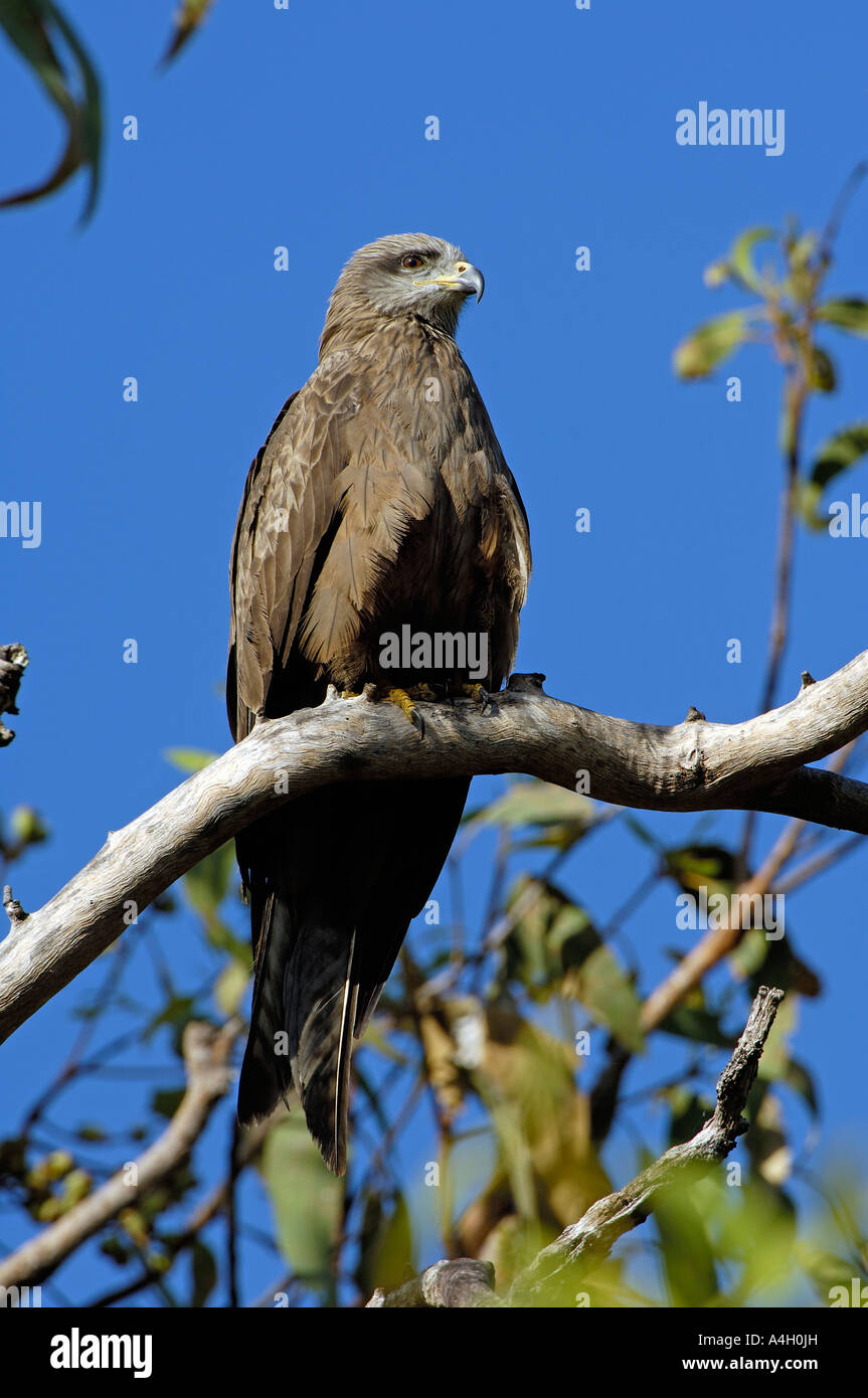 Black kite australia hi-res stock photography and images - Alamy
