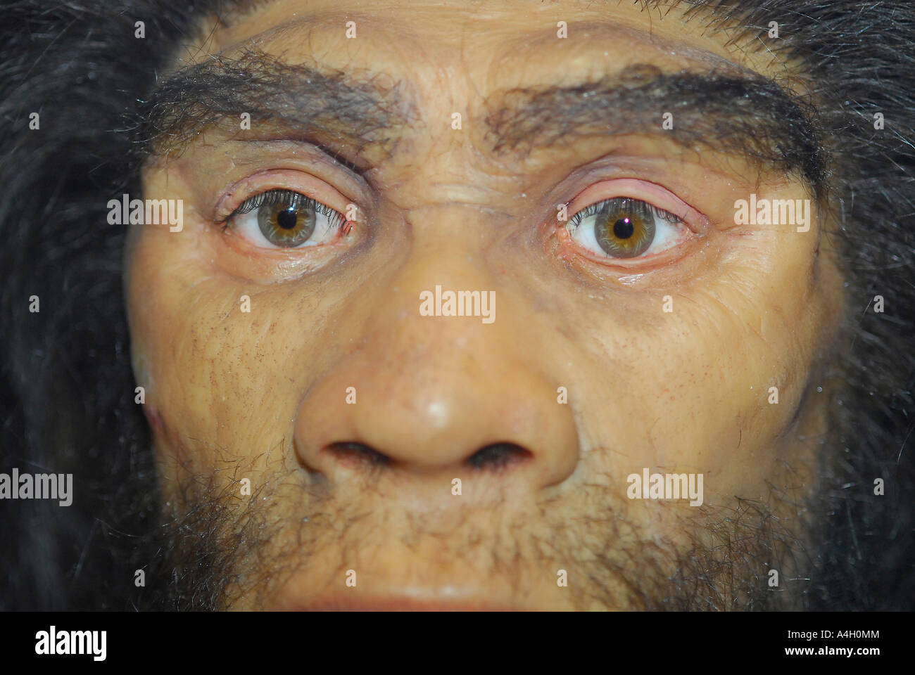 Neanderthalis hi-res stock photography and images - Alamy