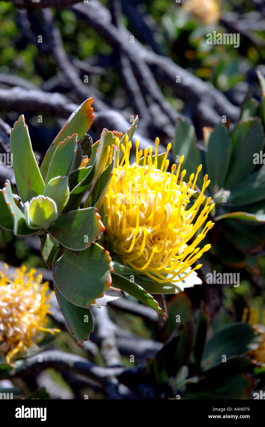 Flowering Pincushion Protea Leucospermum Cuneiforme Stock Photo - Alamy