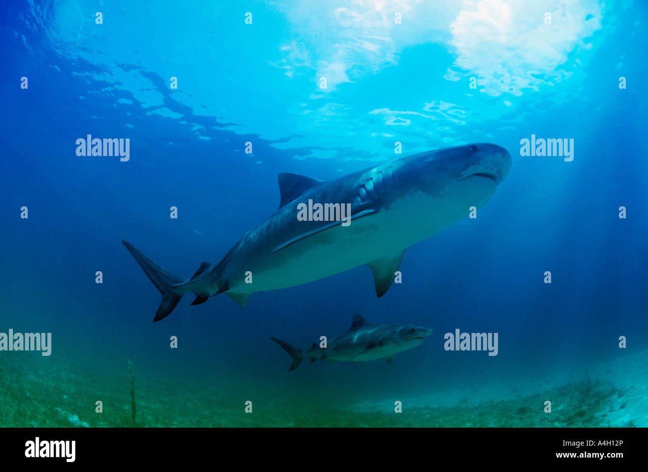 Tiger sharks hunting hi-res stock photography and images - Alamy