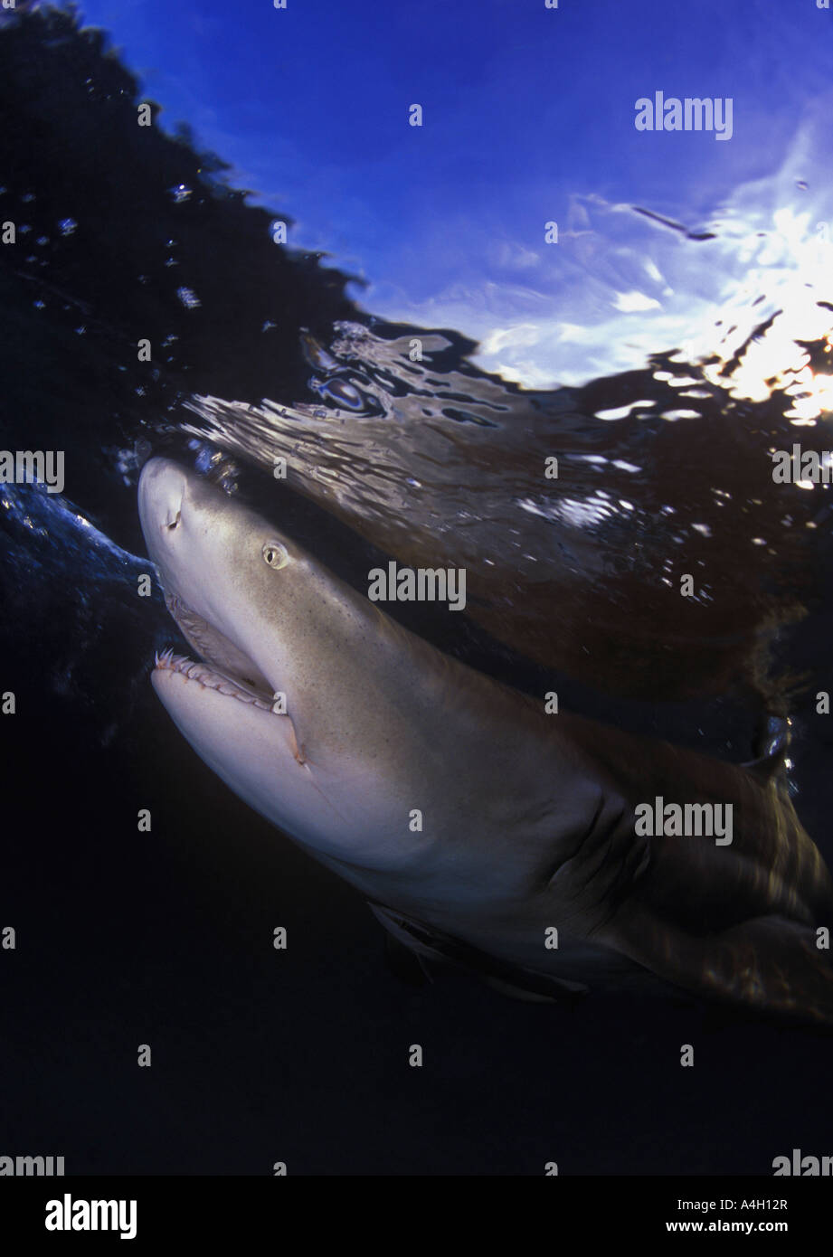 Lemon shark underwater Stock Photo - Alamy