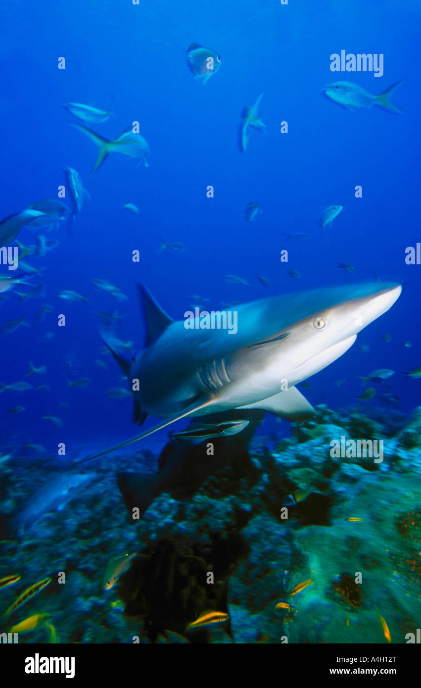 Caribbean reef shark Stock Photo - Alamy