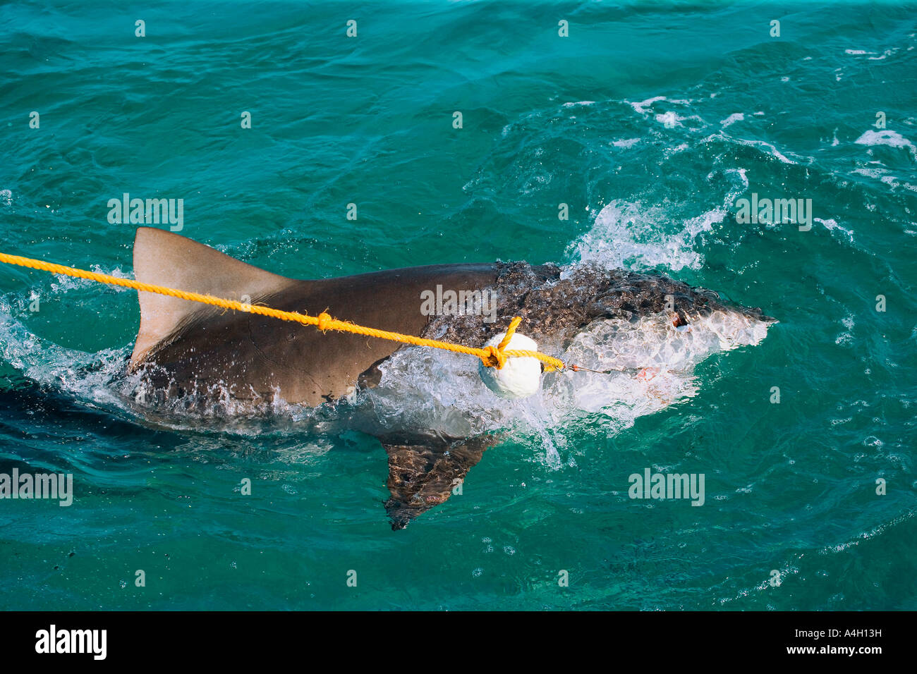 Tiger shark taking bait Stock Photo - Alamy