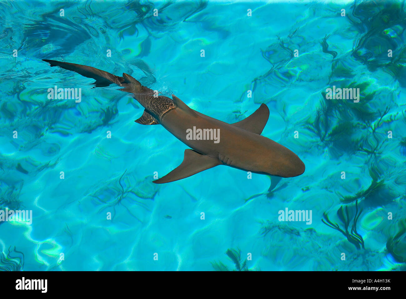Lemon shark hi-res stock photography and images - Alamy